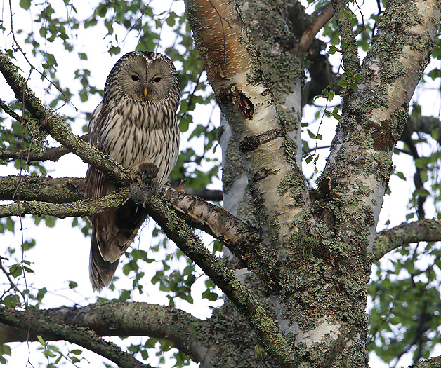 Ural Owl