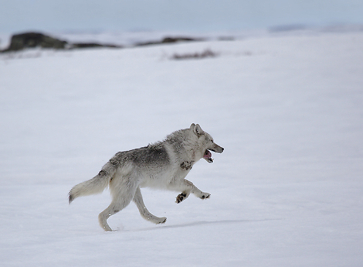 Wolf