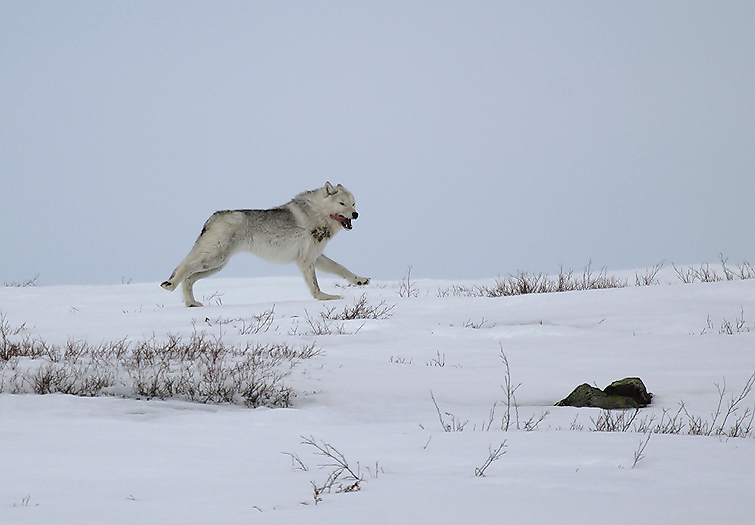 Wolf