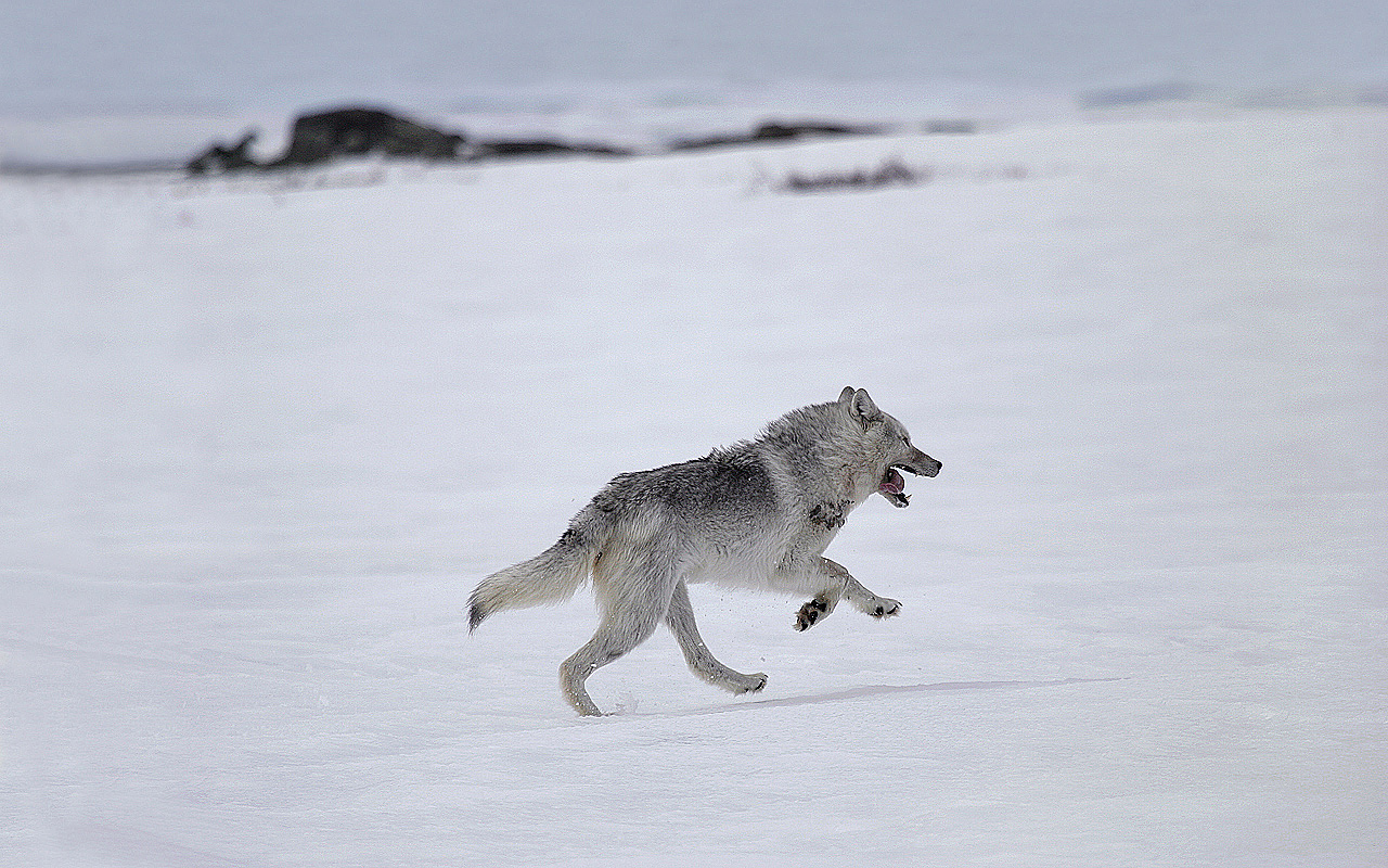 Wolf